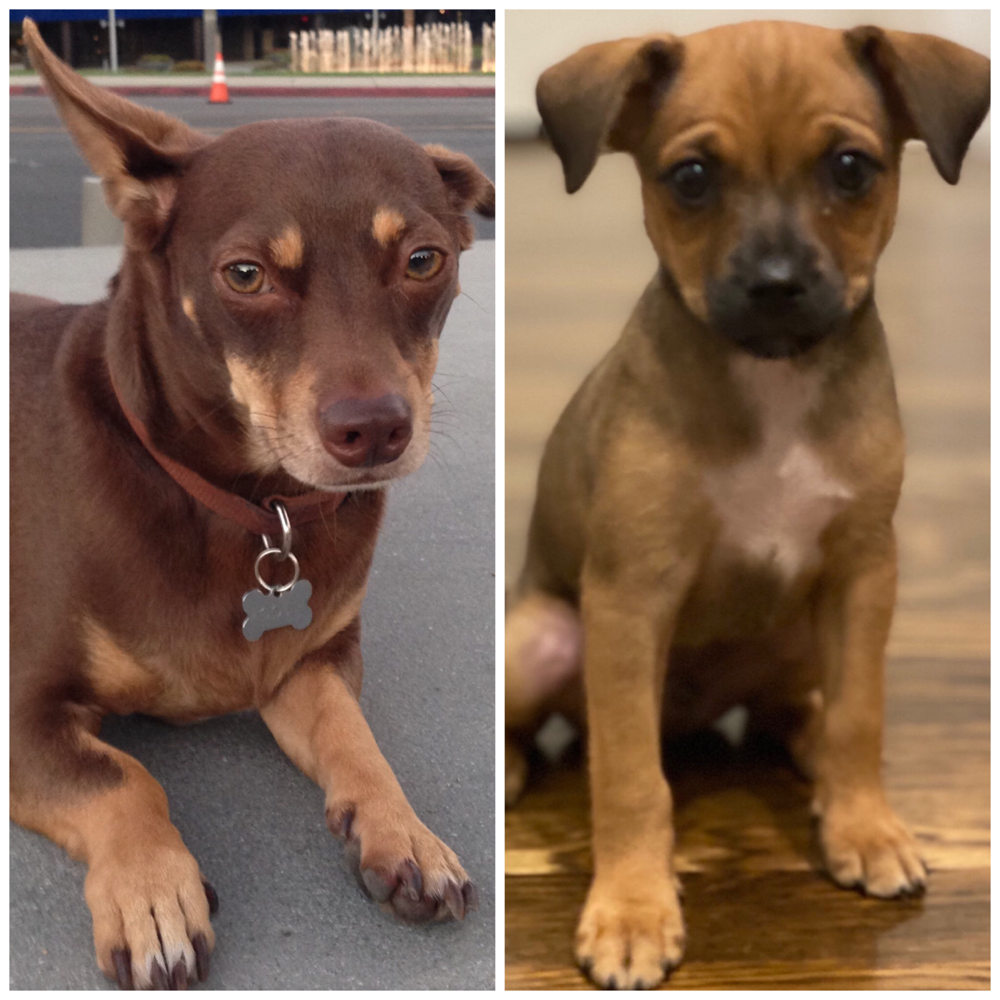 The Pet Psychic: A Client's Animal Reincarnation Story - Trust Your ...