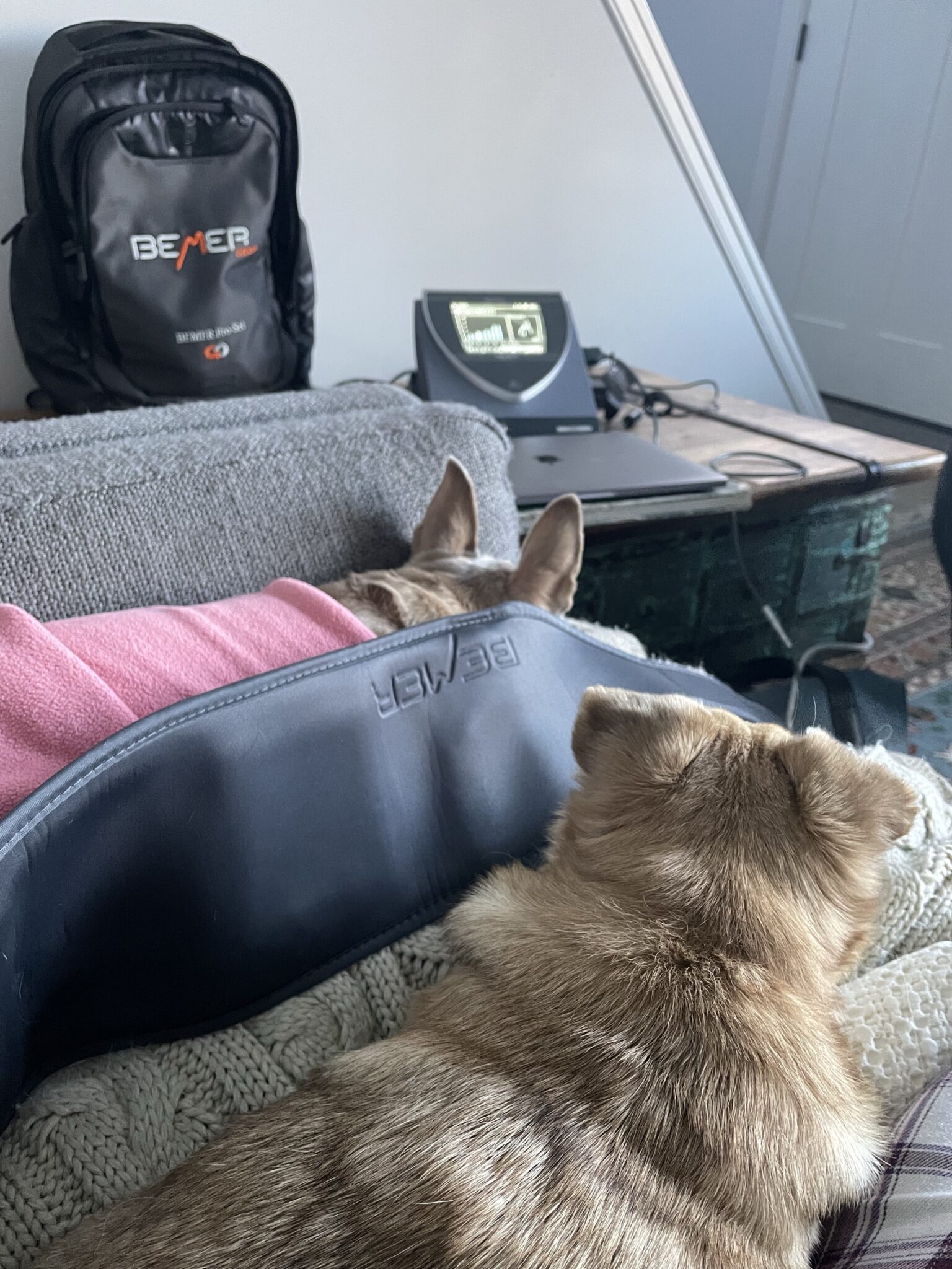 Home - The Pet Psychic® Laura Stinchfield