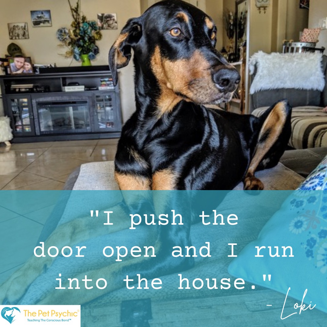 Loki | The Pet Psychic®